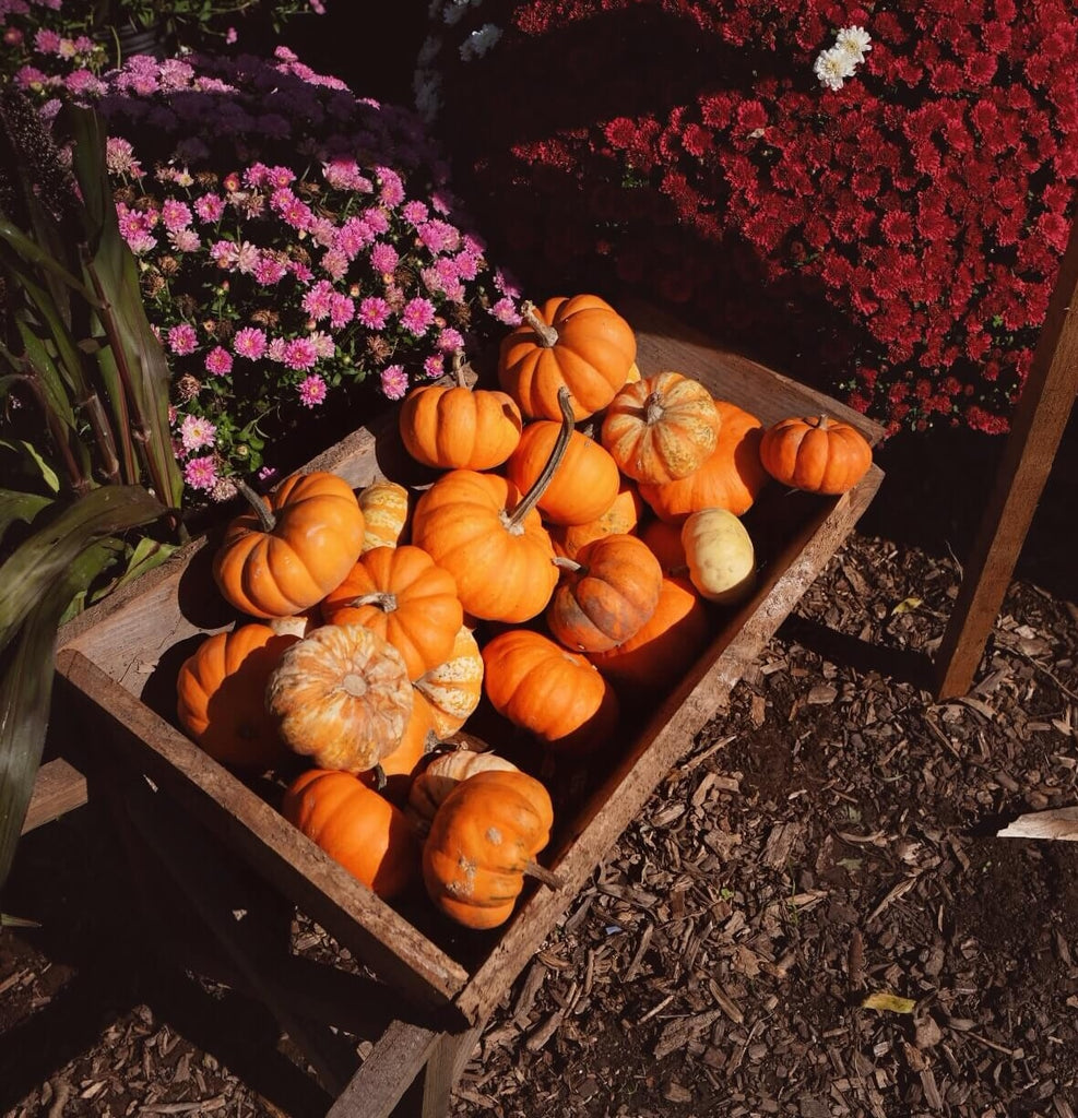 Cozy Up with These 5 Delicious Fall Foods – Its Delish